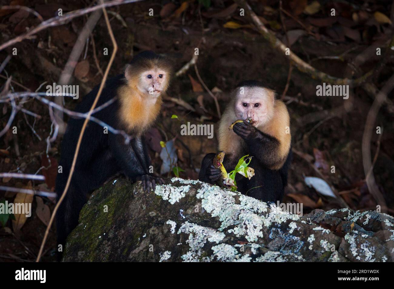 White-faced Capuchin, Cebus imitator, feeding on a Green Iguana at ...