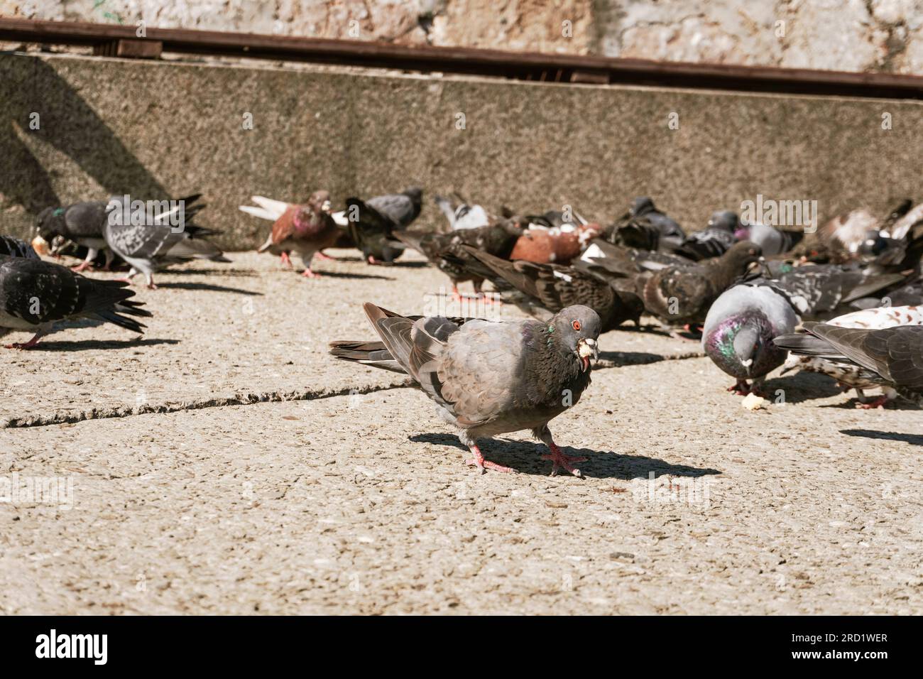 City pigeons peck bread crumbs on the pavement Stock Photo - Alamy