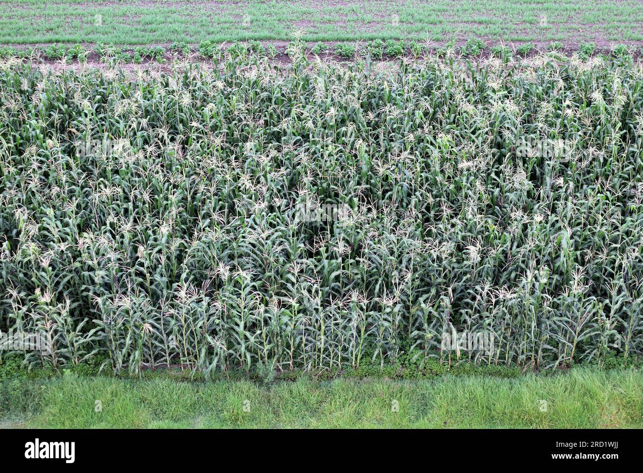 Geometrically planted green plant crops on a farm in the middle of the ...