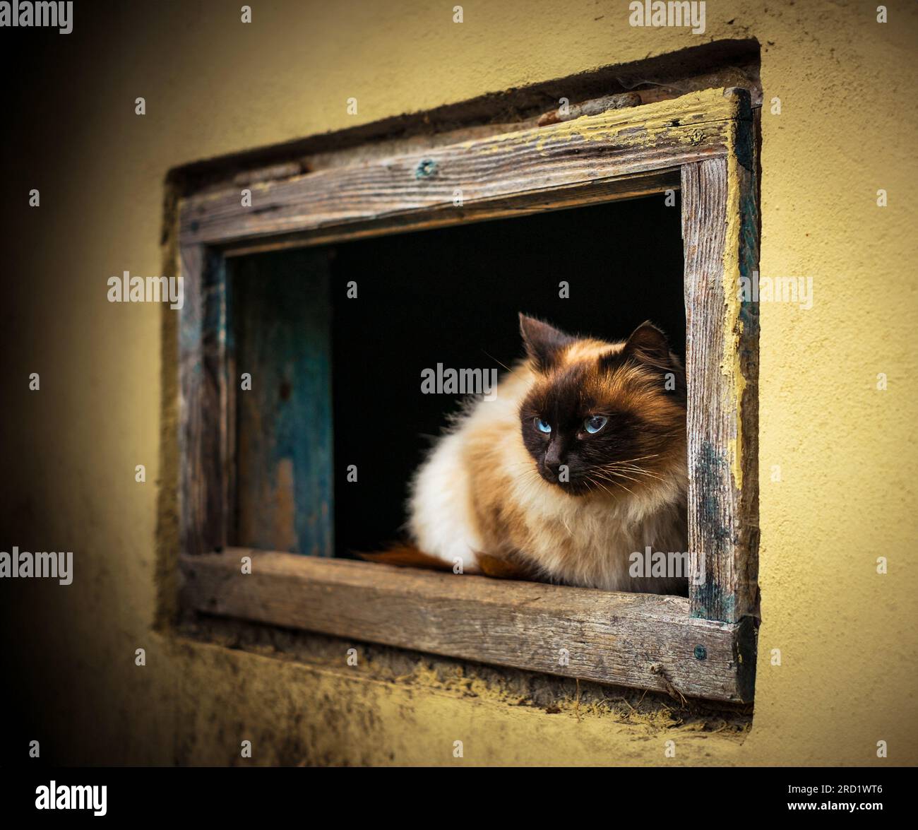A cat in the window frame, a snapshot of animal barn window Stock Photo ...