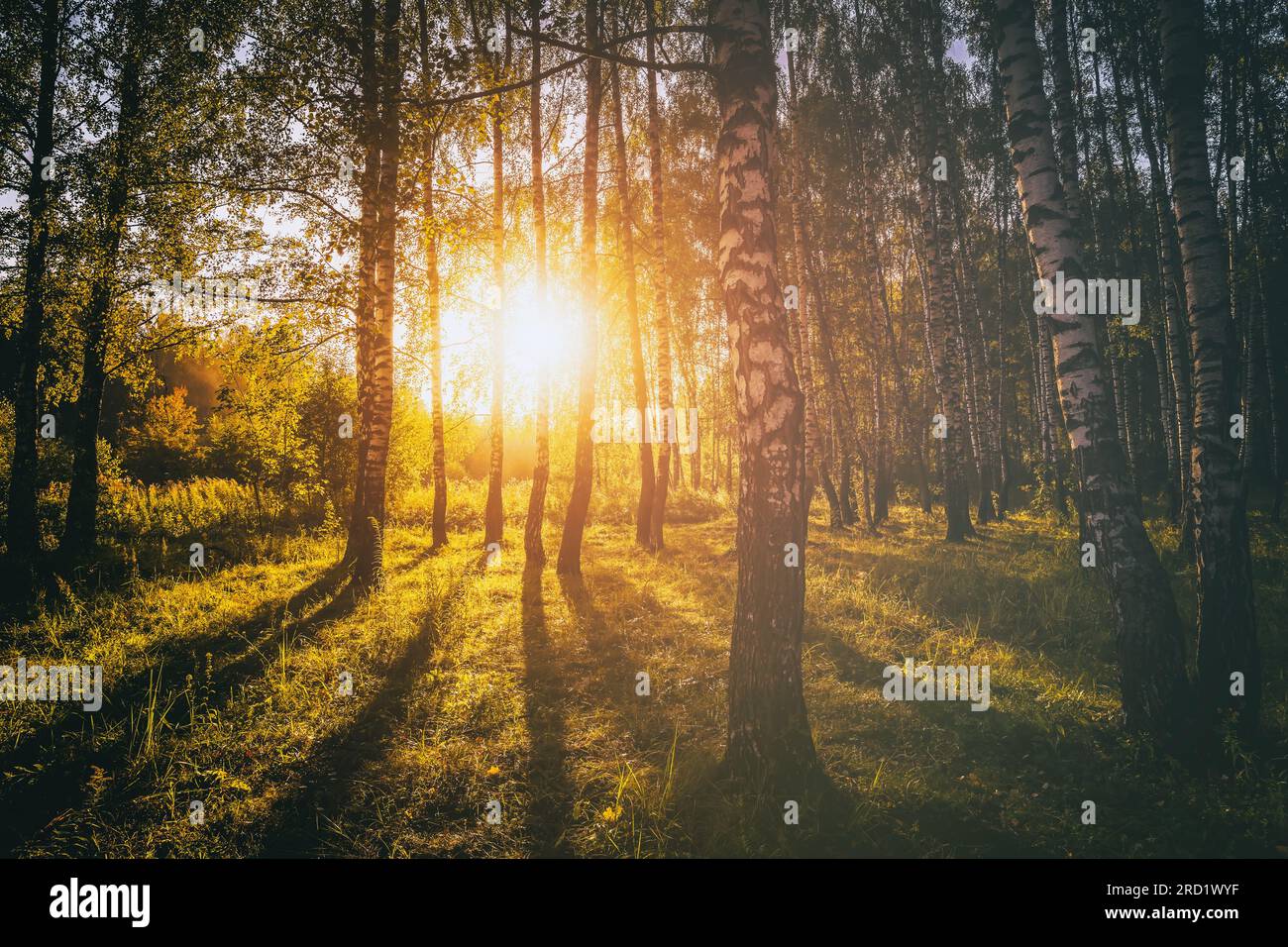 Sunset or sunrise in a spring birch forest with bright young foliage ...