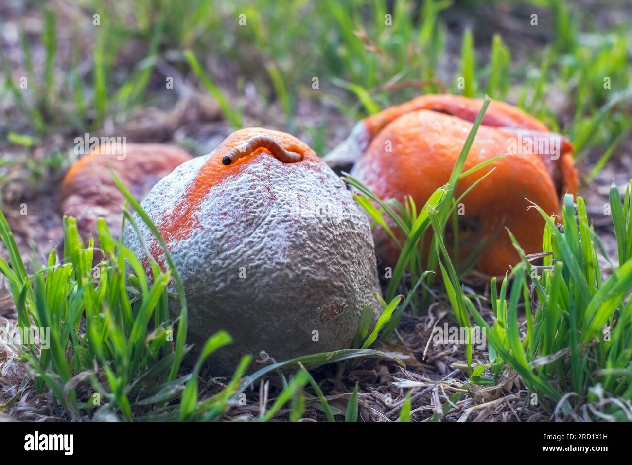 worm eating rotten oranges in grass Stock Photo - Alamy