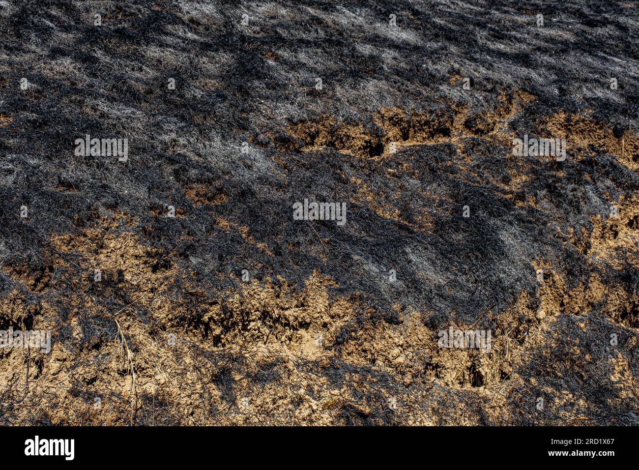 Burning dry vegetation on hills Stock Photo - Alamy
