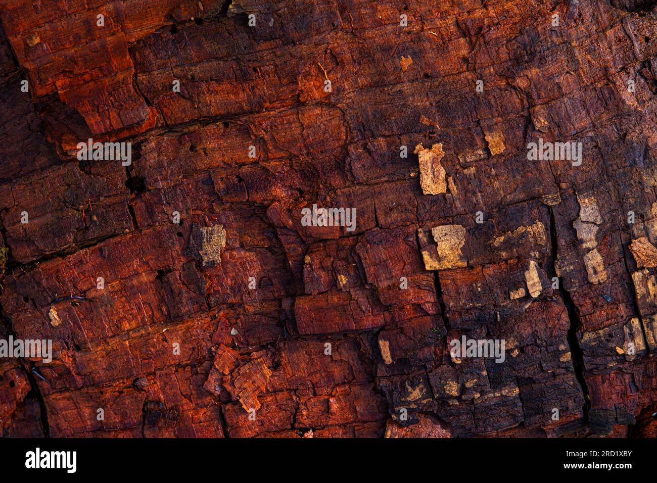 Decayed timber background full frame on natural day light Stock Photo ...
