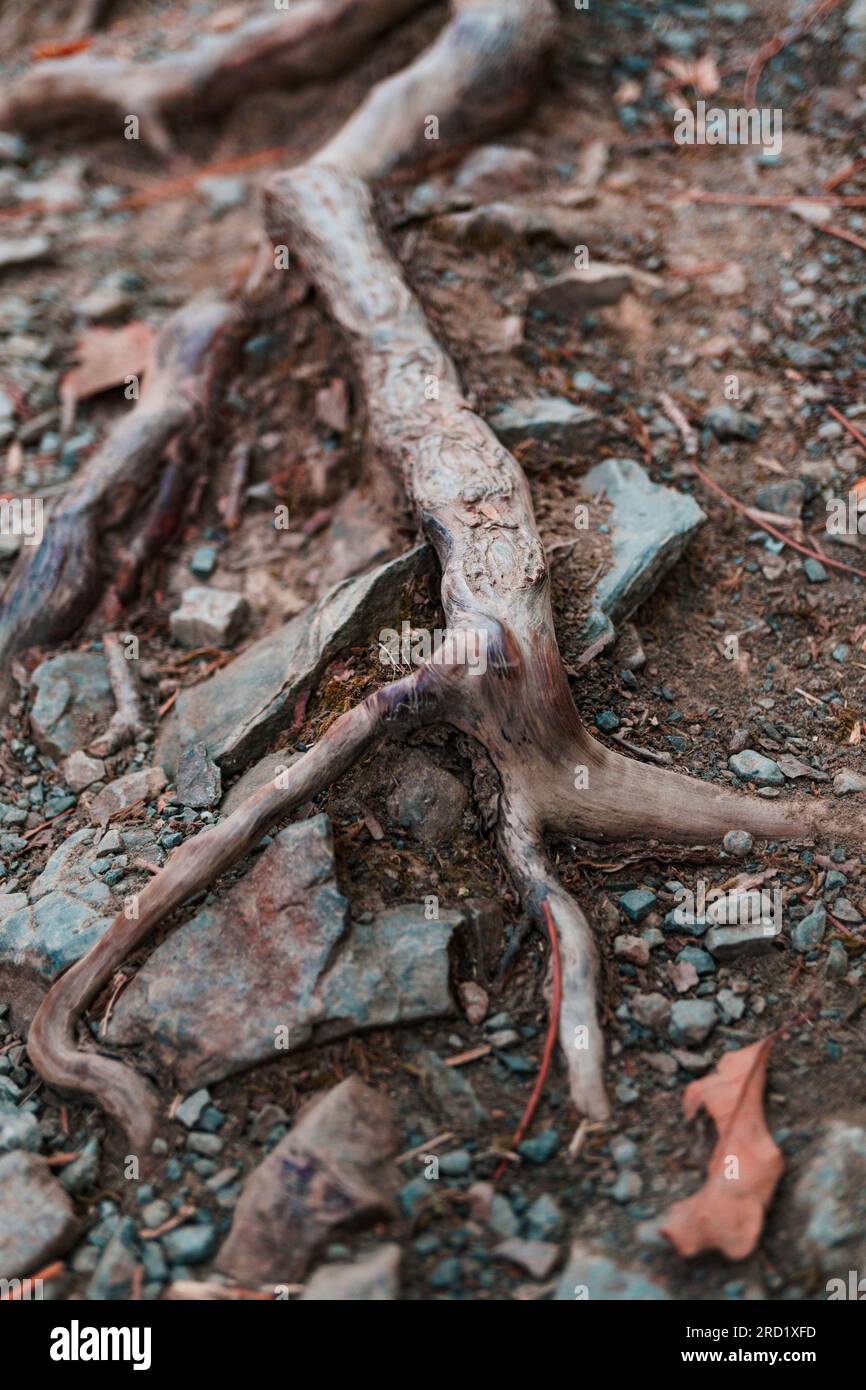 Tree roots sprouting through rocky mountain surface, close-up Stock ...