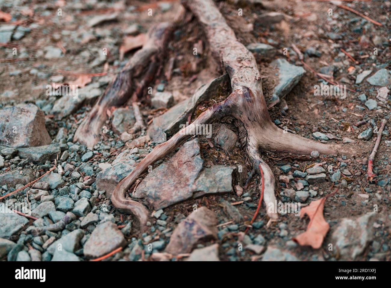 Roots showing through soil hi-res stock photography and images - Alamy