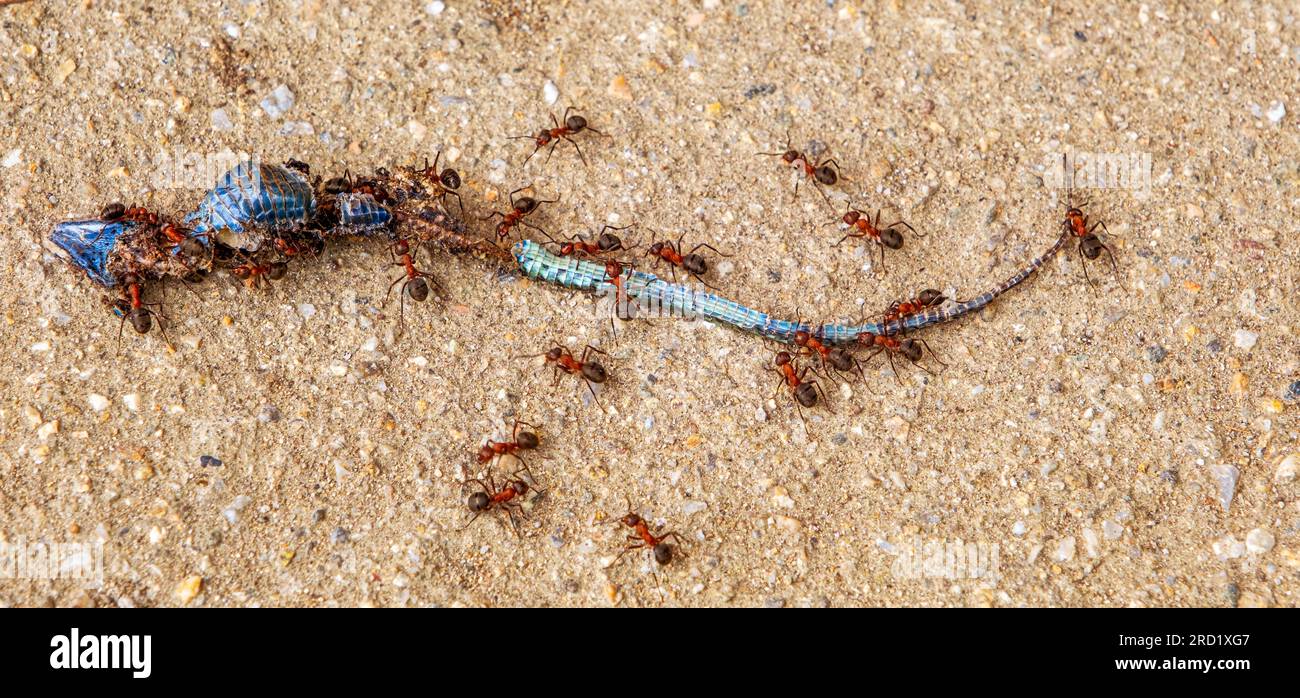 Group of ants carrying dead lizard, cement background Stock Photo - Alamy