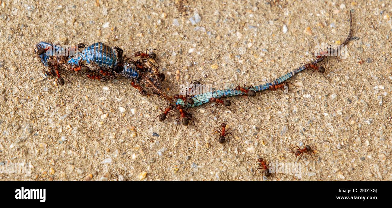 Group of ants carrying dead lizard, cement background Stock Photo - Alamy
