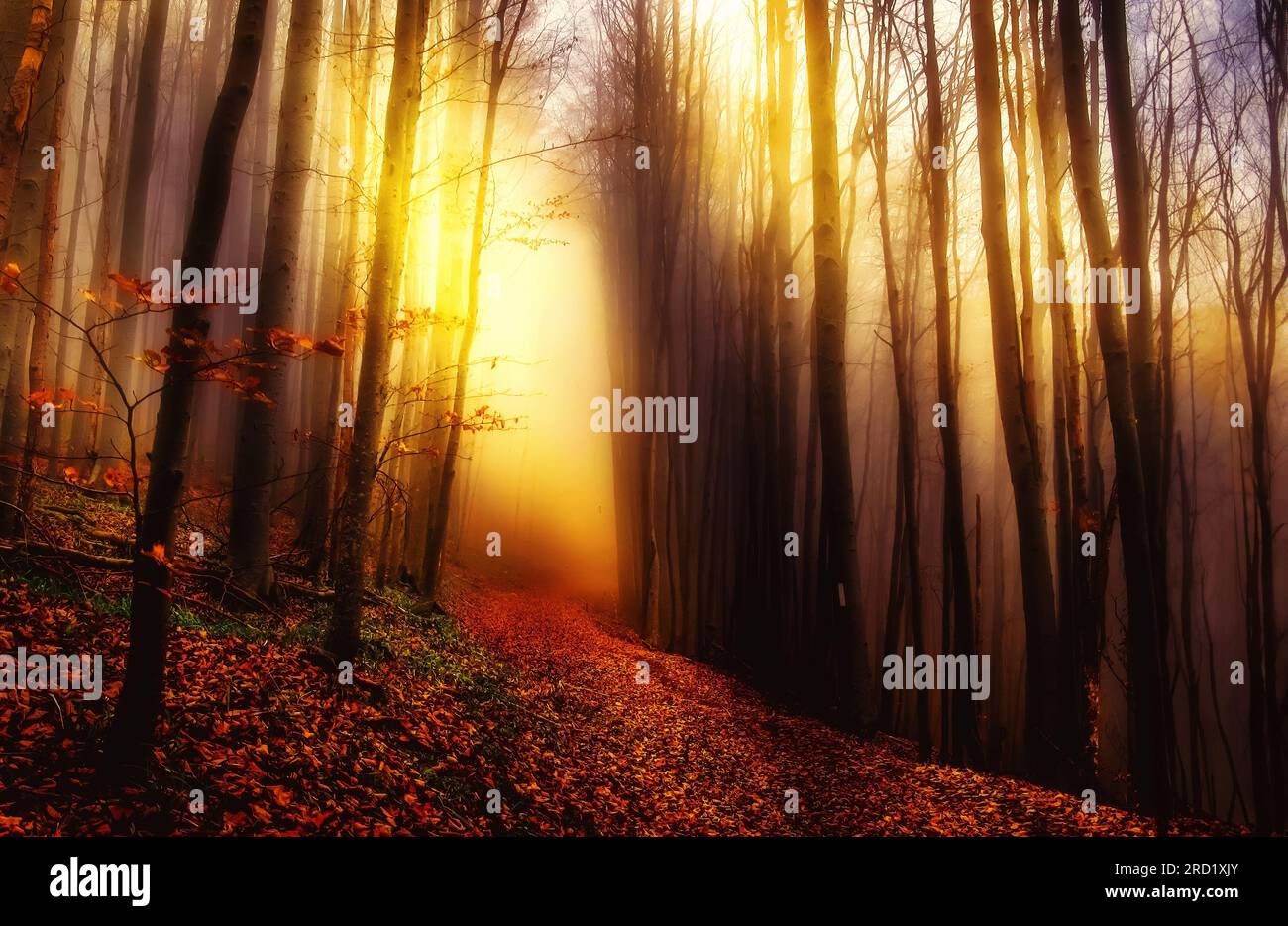 Mystical lights in the forest Stock Photo - Alamy