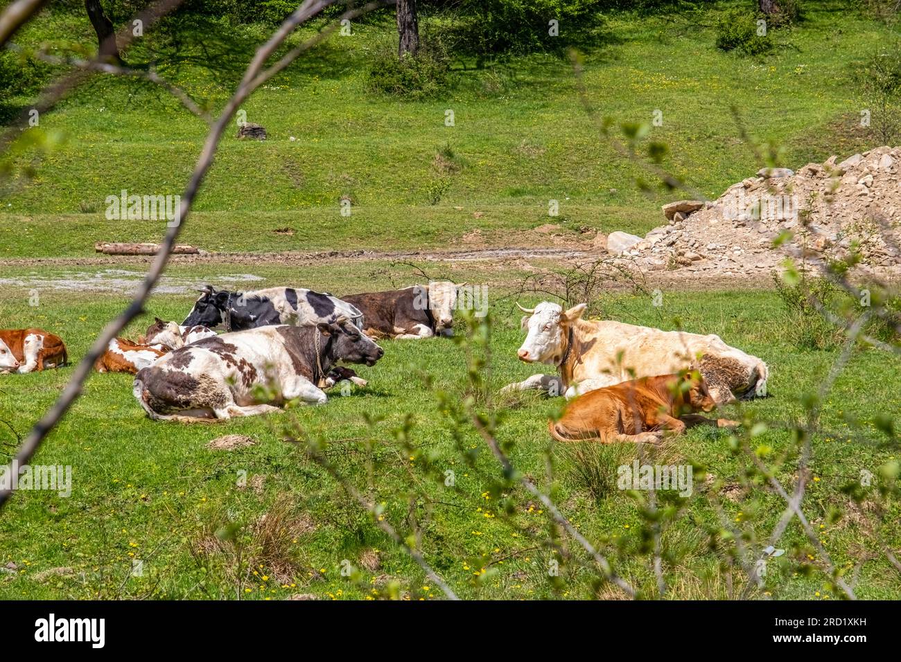 herd of cows and calves lying and sleeping in the field Stock Photo - Alamy