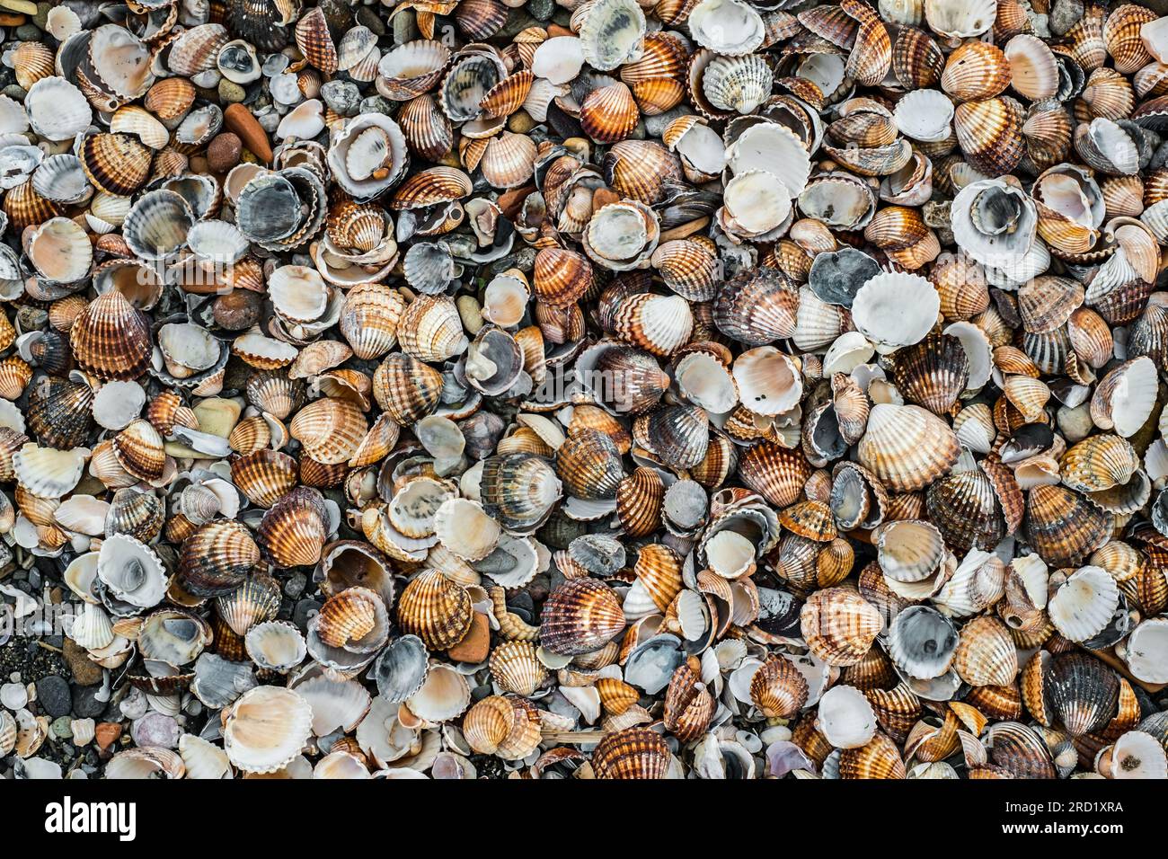 Shells of many types and sizes on the beach Stock Photo - Alamy