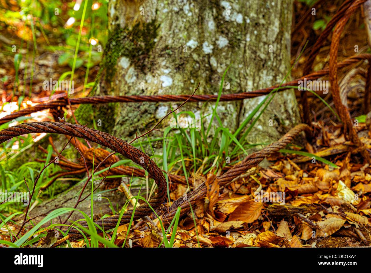 old rusty cable in the forest Stock Photo - Alamy