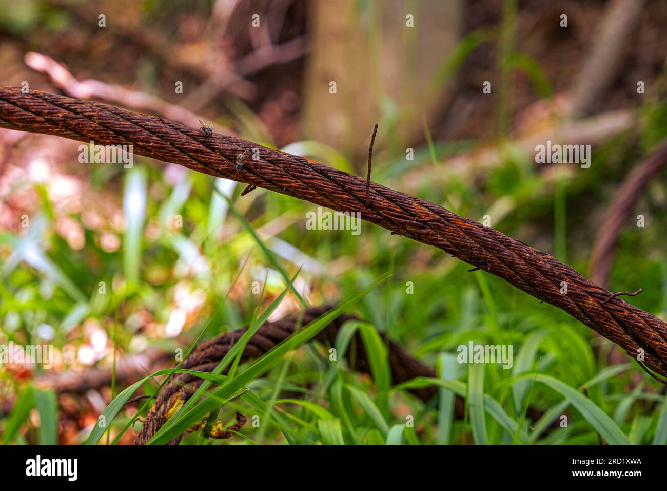 old rusty cable in the forest Stock Photo - Alamy
