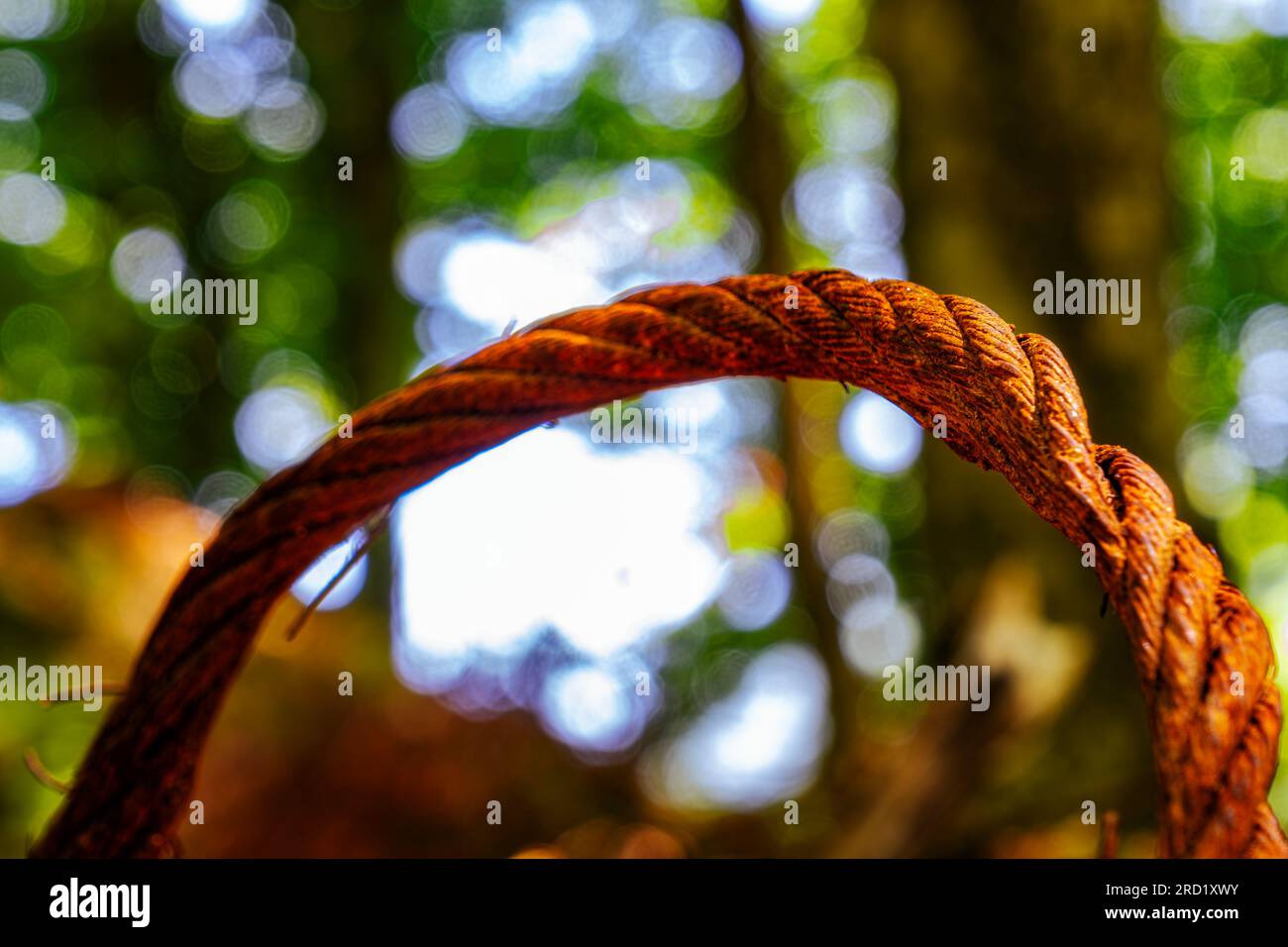 old rusty cable in the forest Stock Photo - Alamy