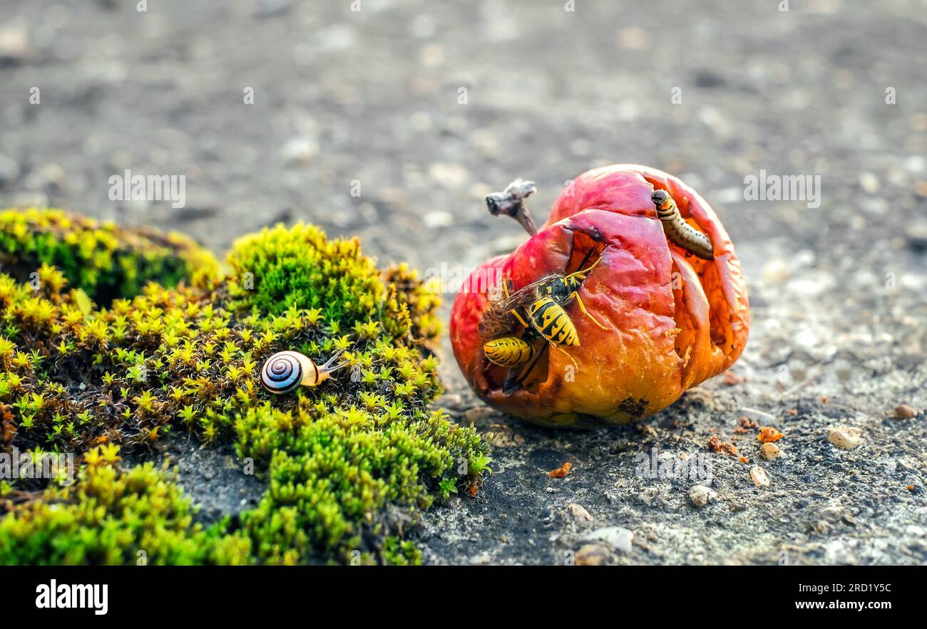 wasps and worm eating from a rotten apple Stock Photo - Alamy