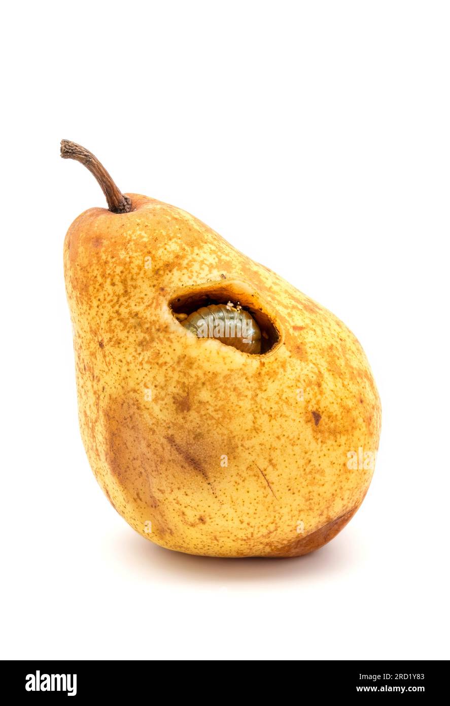 Worm eating Conference pear (Pyrus communis) isolated on the white ...