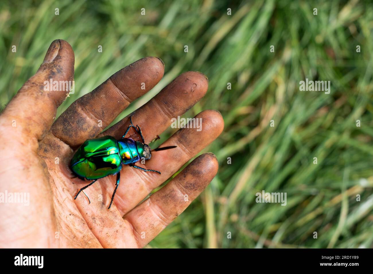 Worker's hands picking nuts, colored by the peel with Green Rose Chafer ...