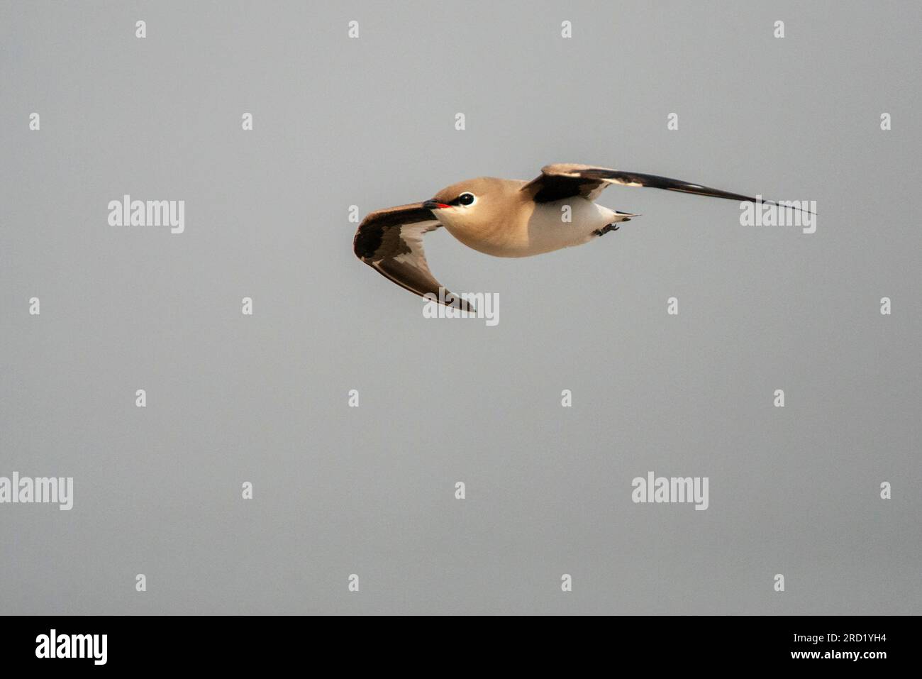 Small Pratincole (Glareola lactea) in flight over river habitat in Asia ...