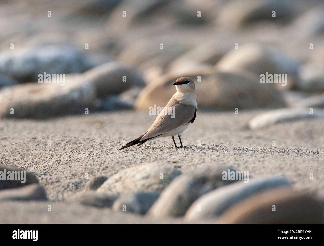Small Pratincole (Glareola lactea) in typical river habitat in Asia ...