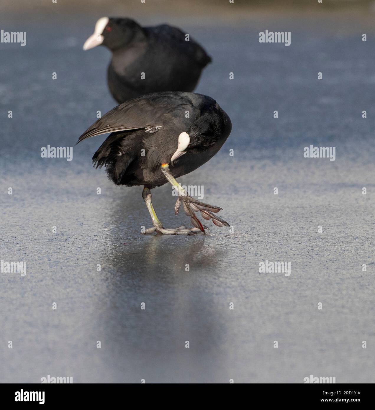 Wound on the leg hi-res stock photography and images - Alamy