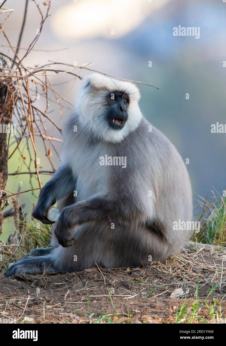 Nepal Grey Langur (Semnopithecus schistaceus) in the high Himalayas ...