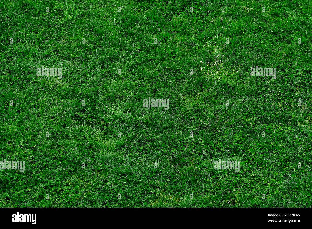 Green grass lawn texture background. Above view of green grass ground ...