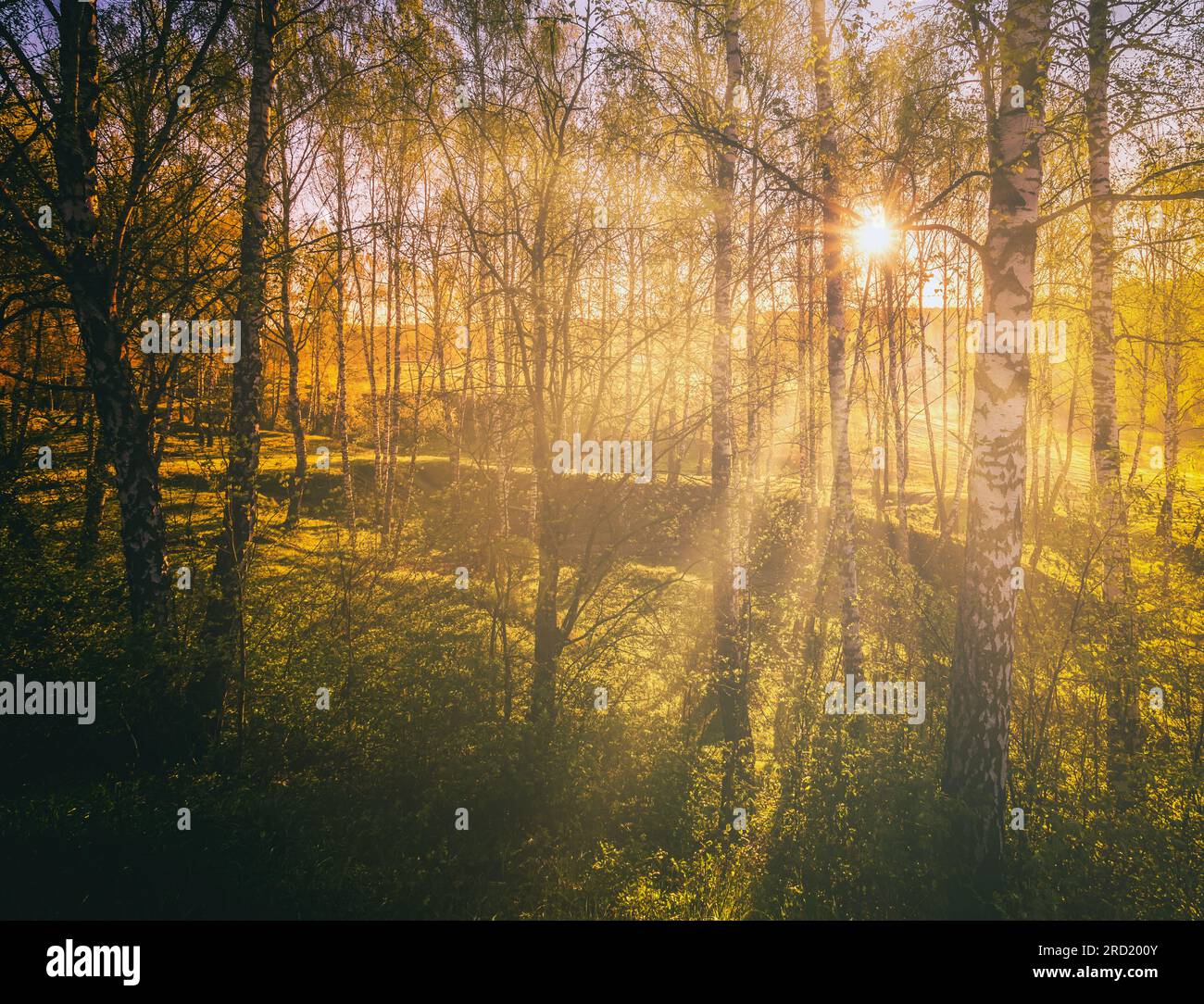 Sunset or sunrise in a spring birch forest with bright young foliage ...