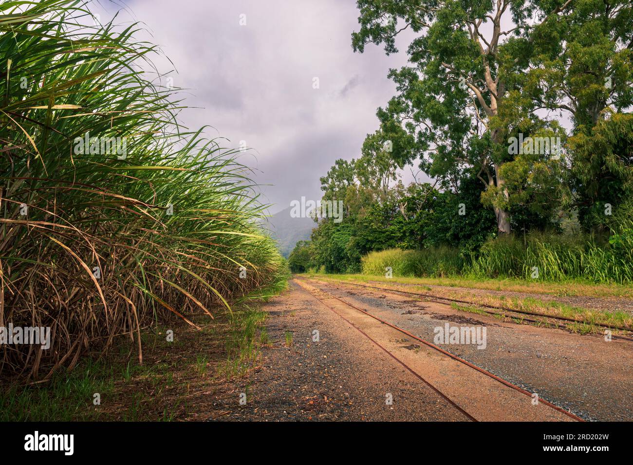Sugarcane railway tracks running between the cane field and adjacent ...