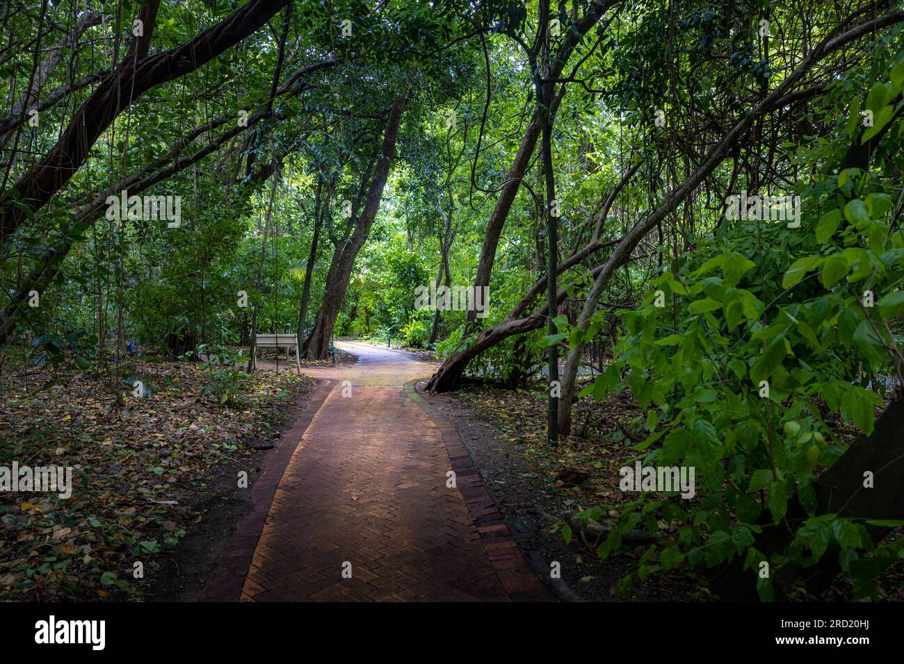 Pathway through the tree canopy at Green Island. North Queensland Stock ...