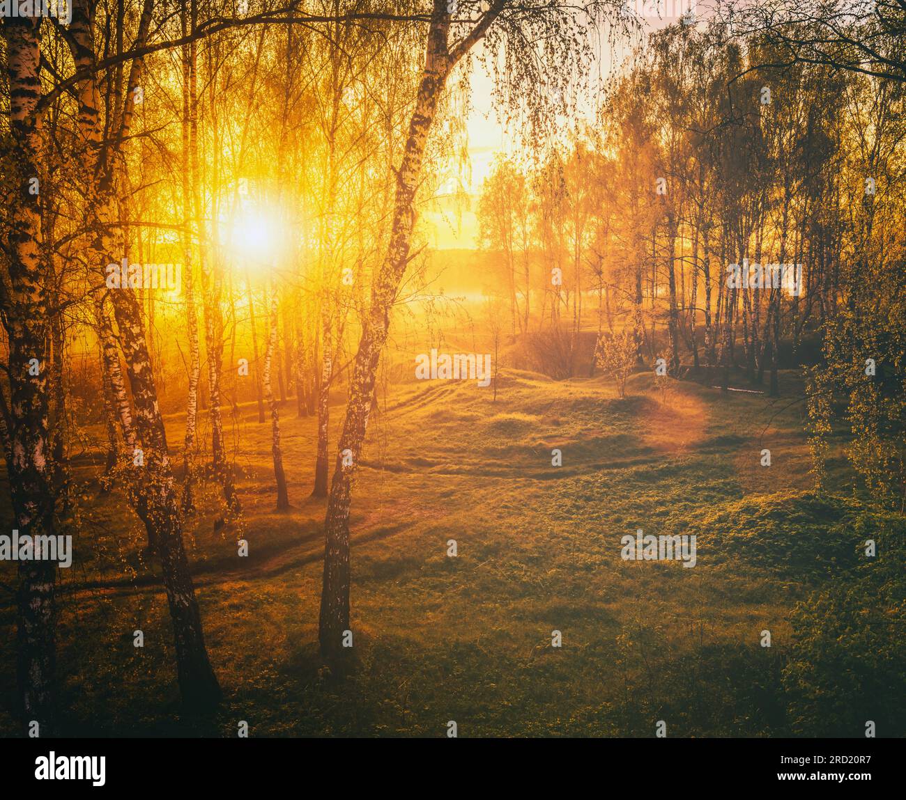 Sunset or sunrise in a spring birch forest with bright young foliage ...