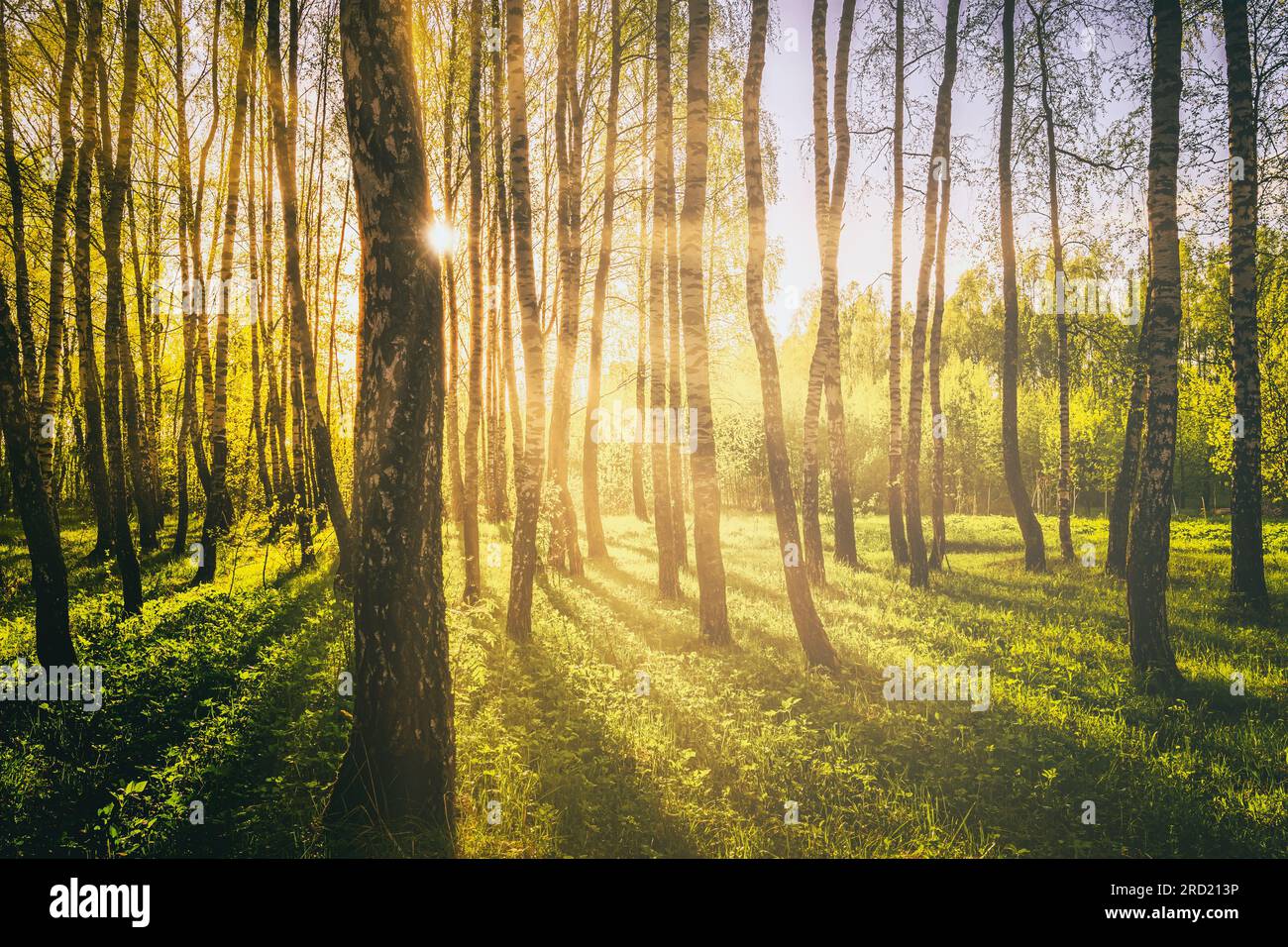 Sunset or sunrise in a spring birch forest with bright young foliage ...
