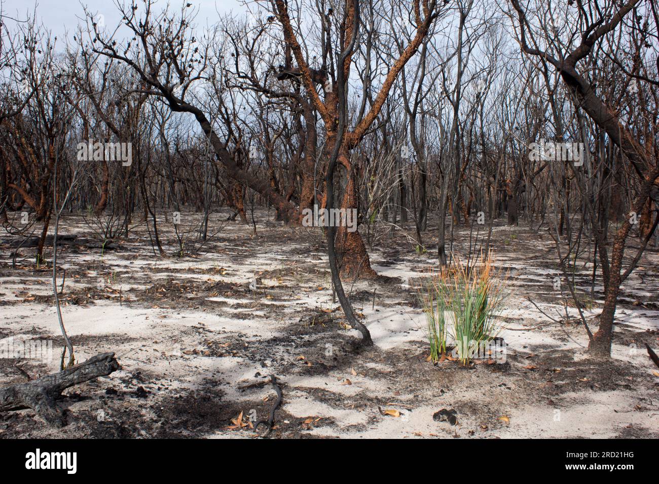 Banksia fire hi-res stock photography and images - Alamy