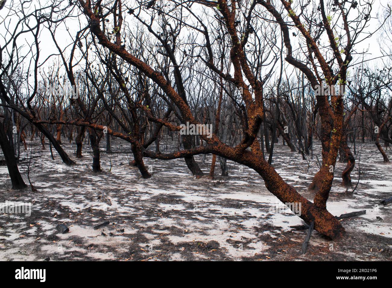 Burnt banksia tree showing early stages of regrowth. Banksia serata ...