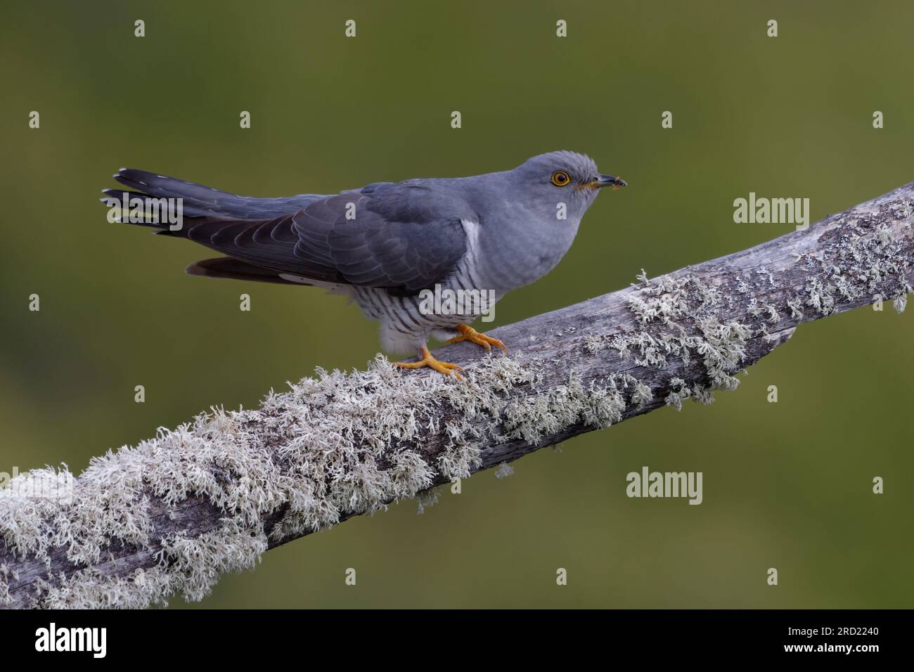 Common Cuckoo (Cuculus canorus Stock Photo - Alamy