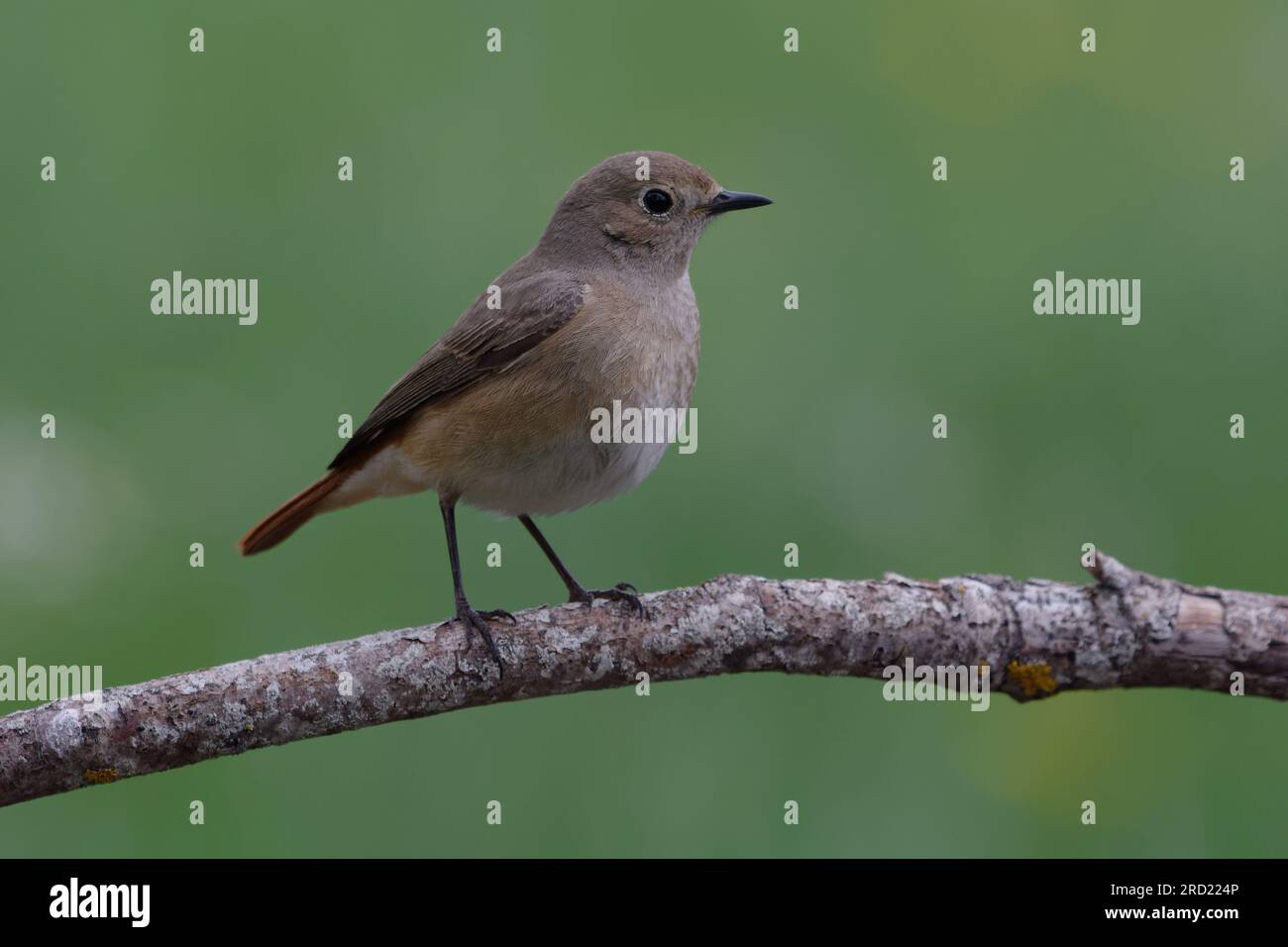 Female Common Redstart (Phoenicurus phoenicurus Stock Photo - Alamy