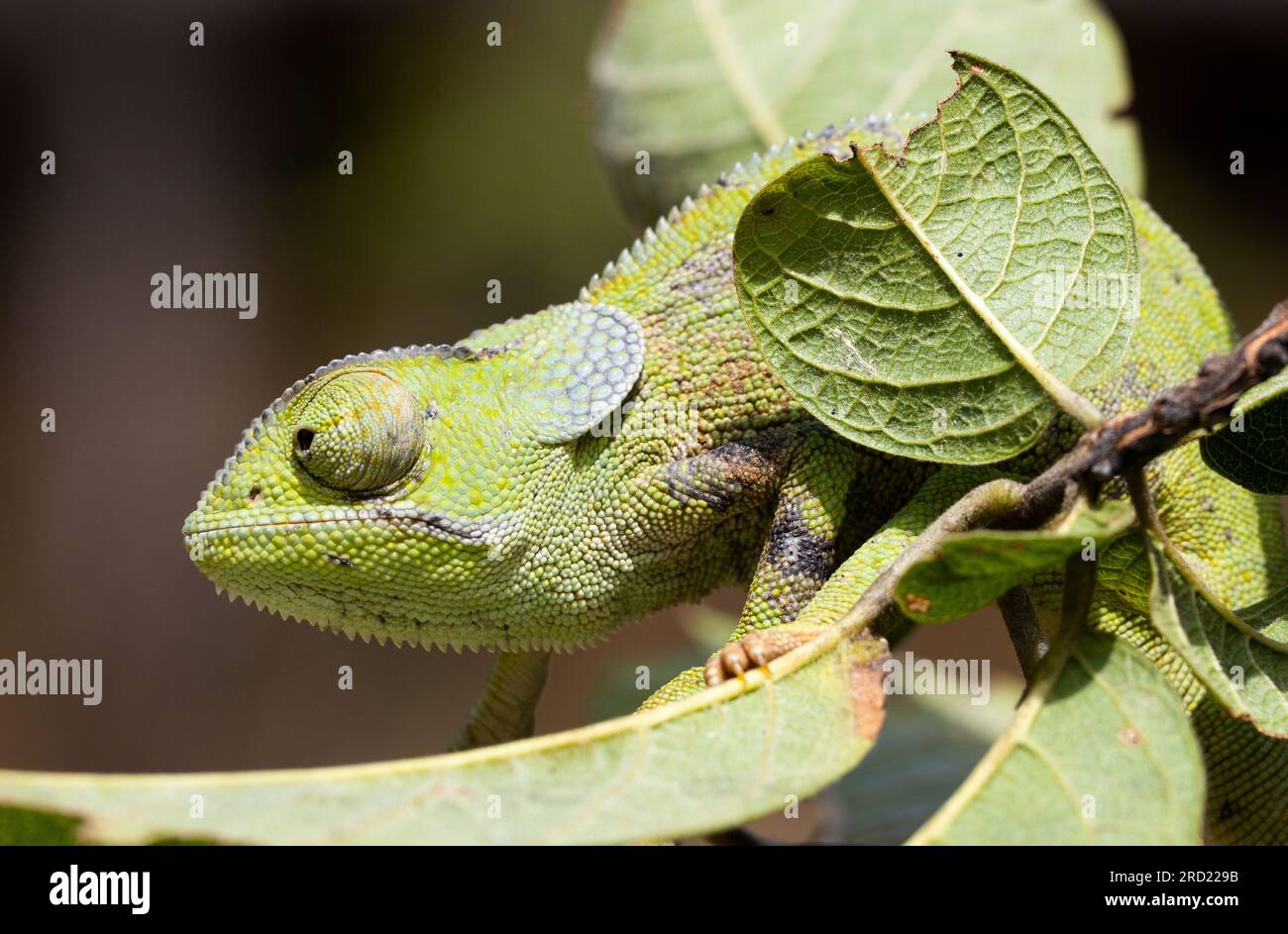 The Flap Necked Chameleon is the commonest and most widespread of the ...