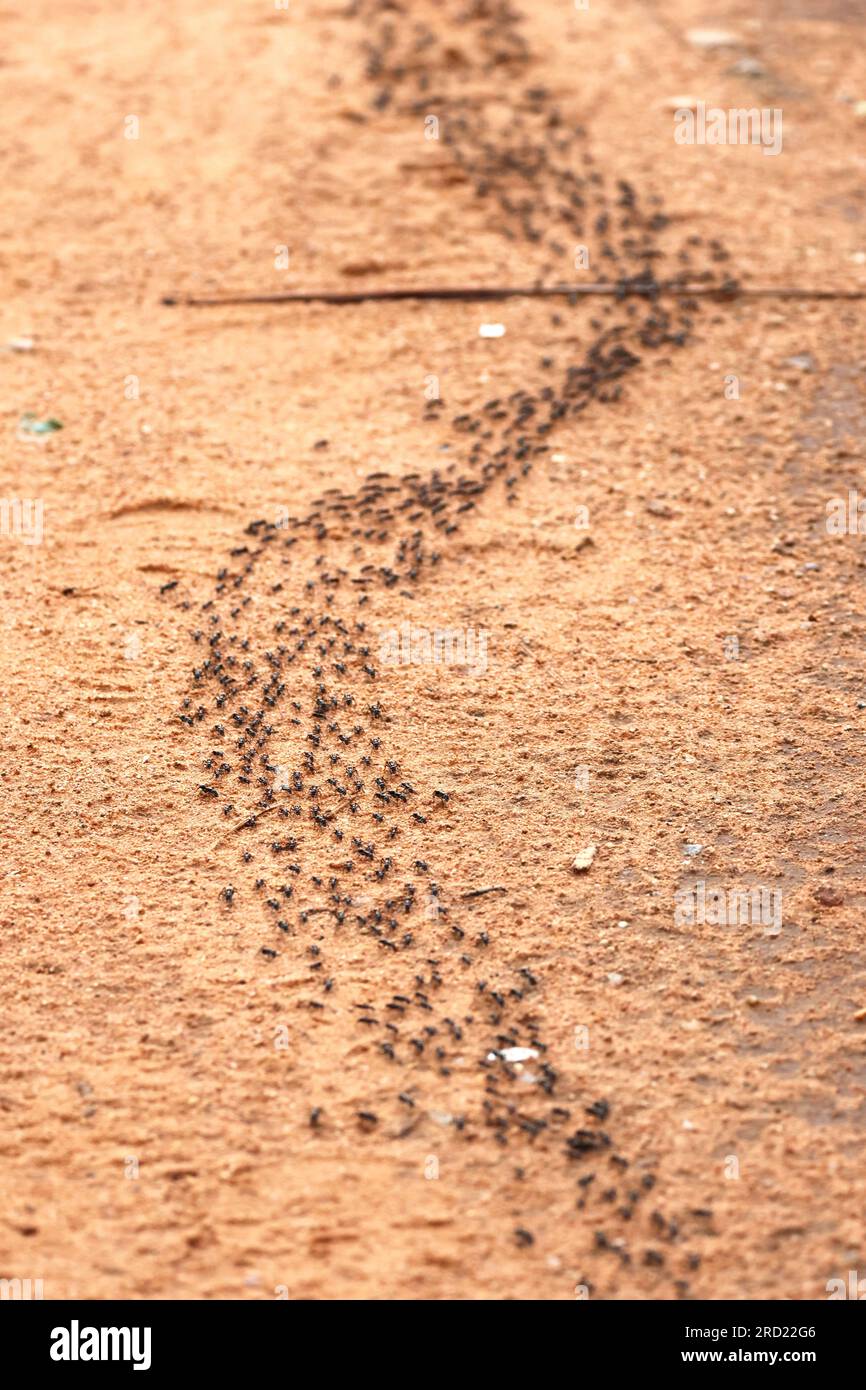 Matabele ants hi-res stock photography and images - Alamy