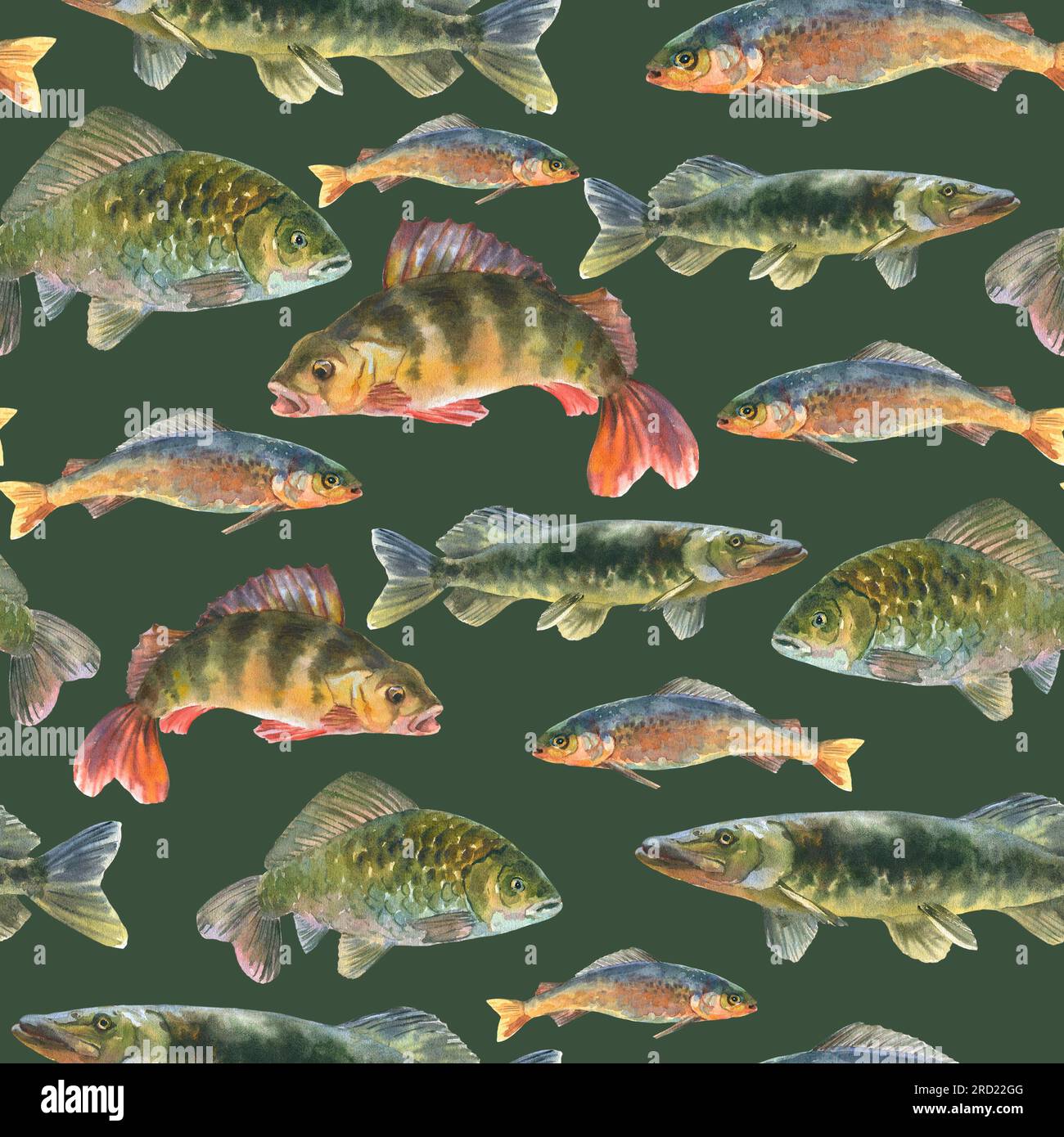 Watercolor illustration, seamless pattern with fresh fishes, perch ...