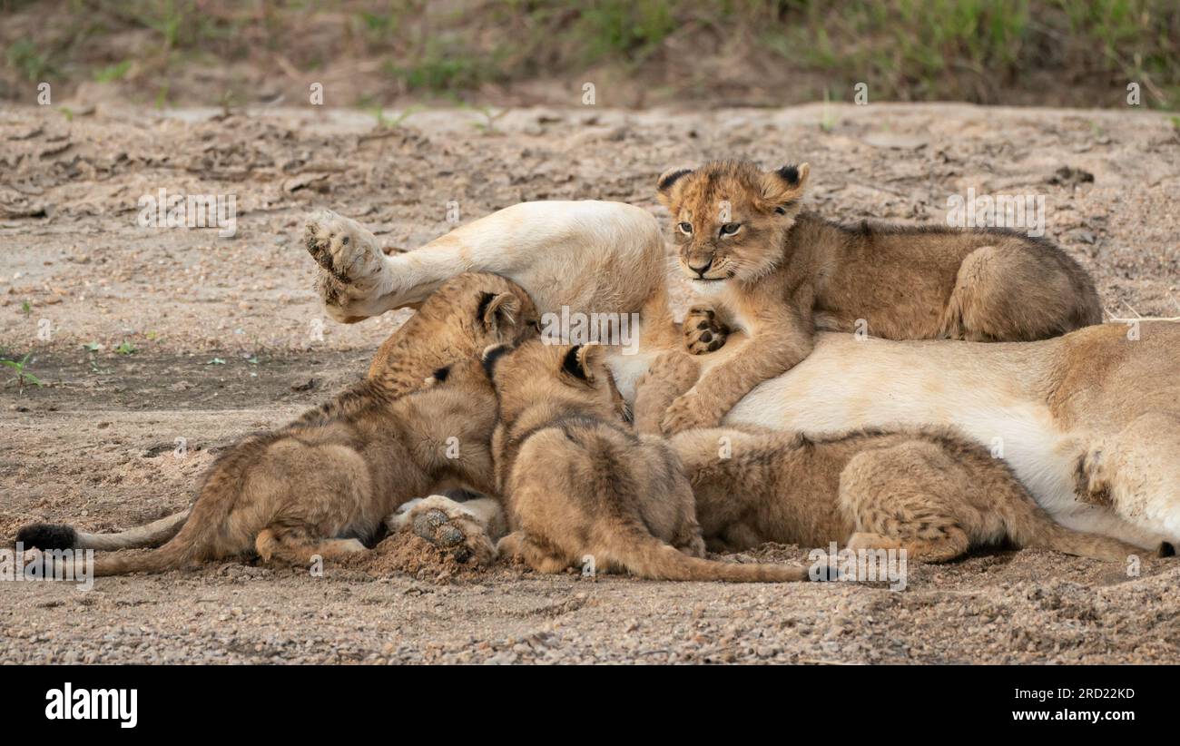 The cubs pile on mum for a feed MPUMALANGA, SOUTH AFRICA, ADORABLE ...