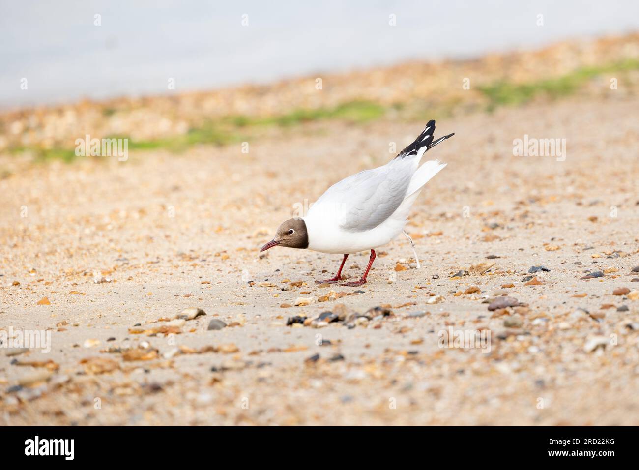 Seagull poops hi-res stock photography and images - Alamy
