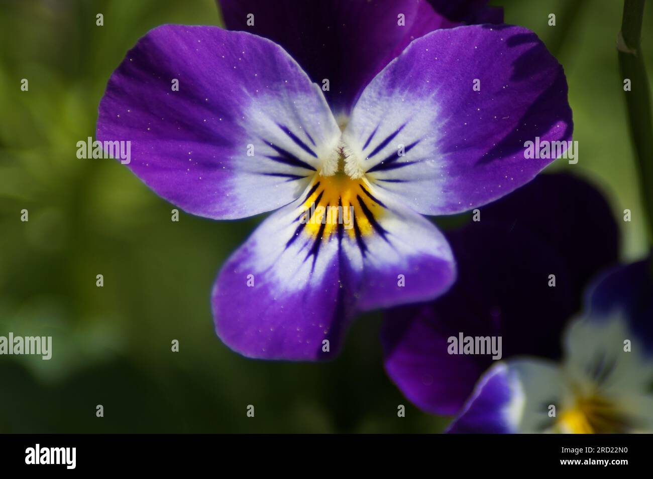 Viola cornuta flower hi-res stock photography and images - Alamy