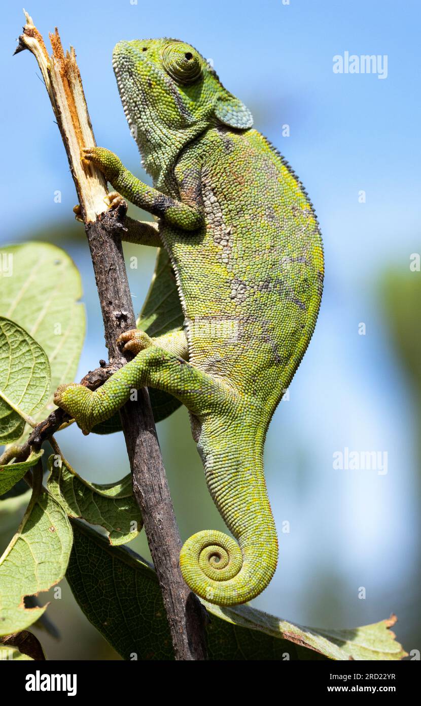 The Flap Necked Chameleon is the commonest and most widespread of the ...