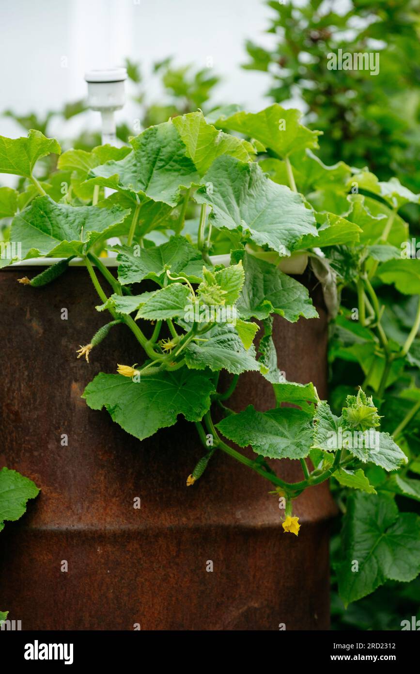 Cucumbers in the country grown in an old metal barrel Stock Photo - Alamy