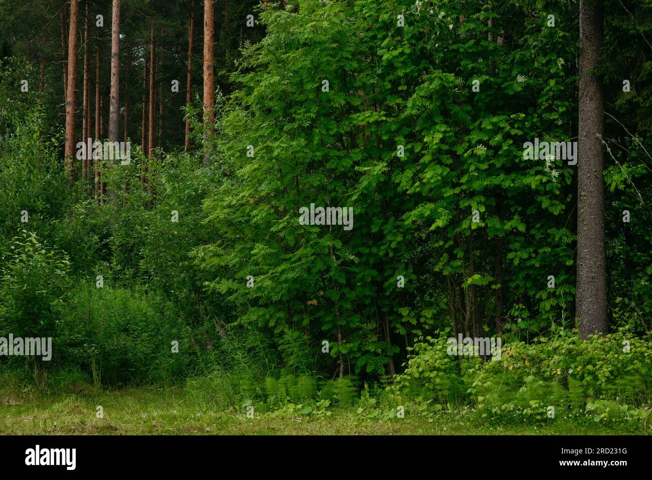 Landscapes of a coniferous forest in the middle of summer Stock Photo ...