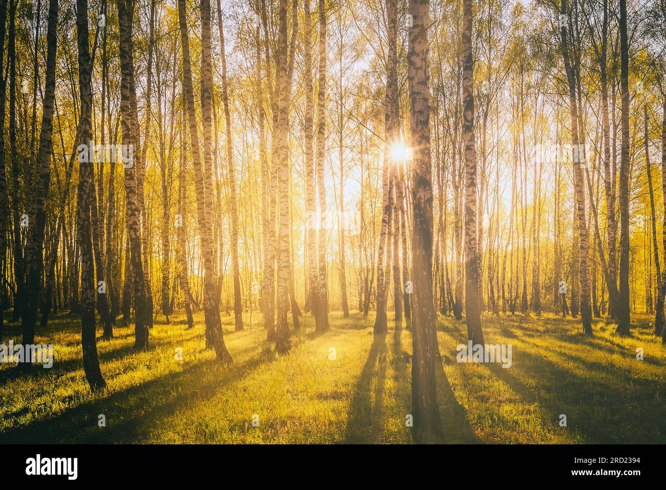 Sunset or sunrise in a spring birch forest with bright young foliage ...
