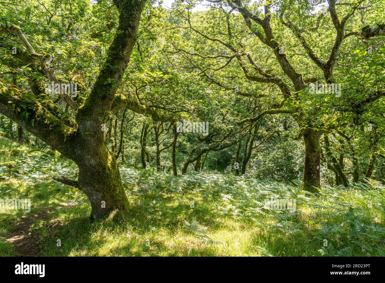 Der Wald im Ty Canol National Nature Reserve, Pembrokeshire, Wales ...
