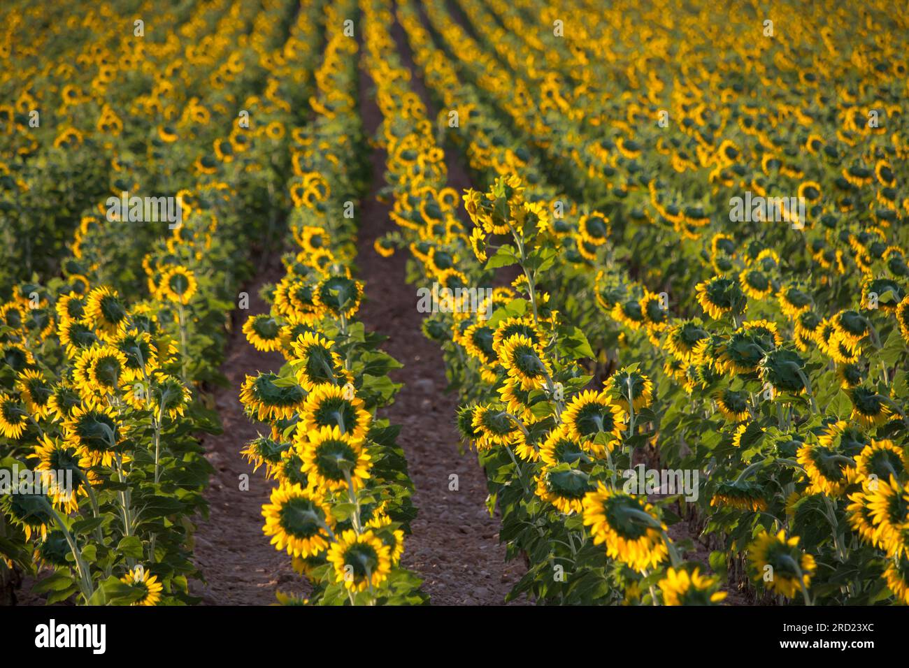 Field of sunflowers with orange reflections of the first morning light ...