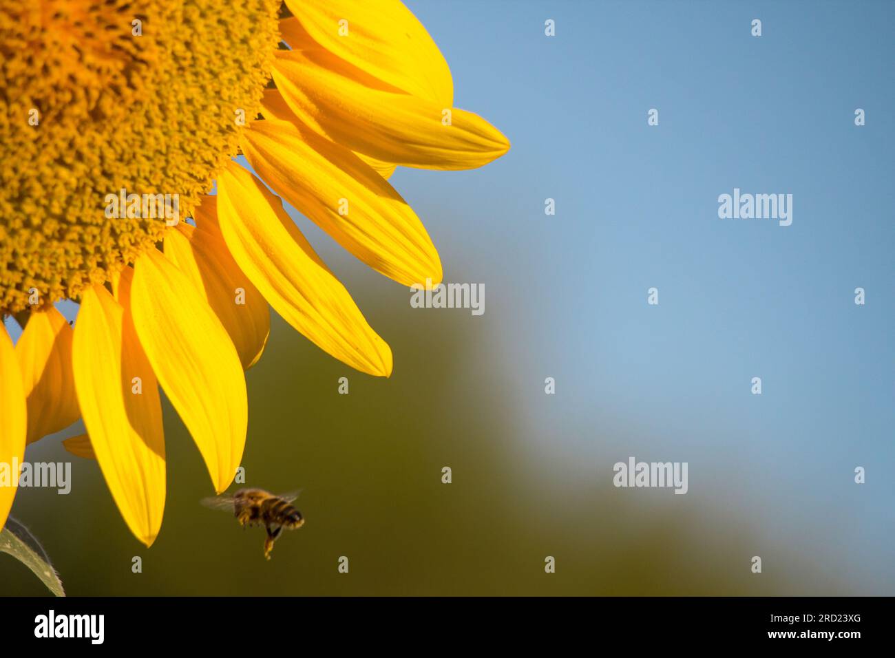 Macro of sunflower petals and apis mellifera flying in search of pollen ...