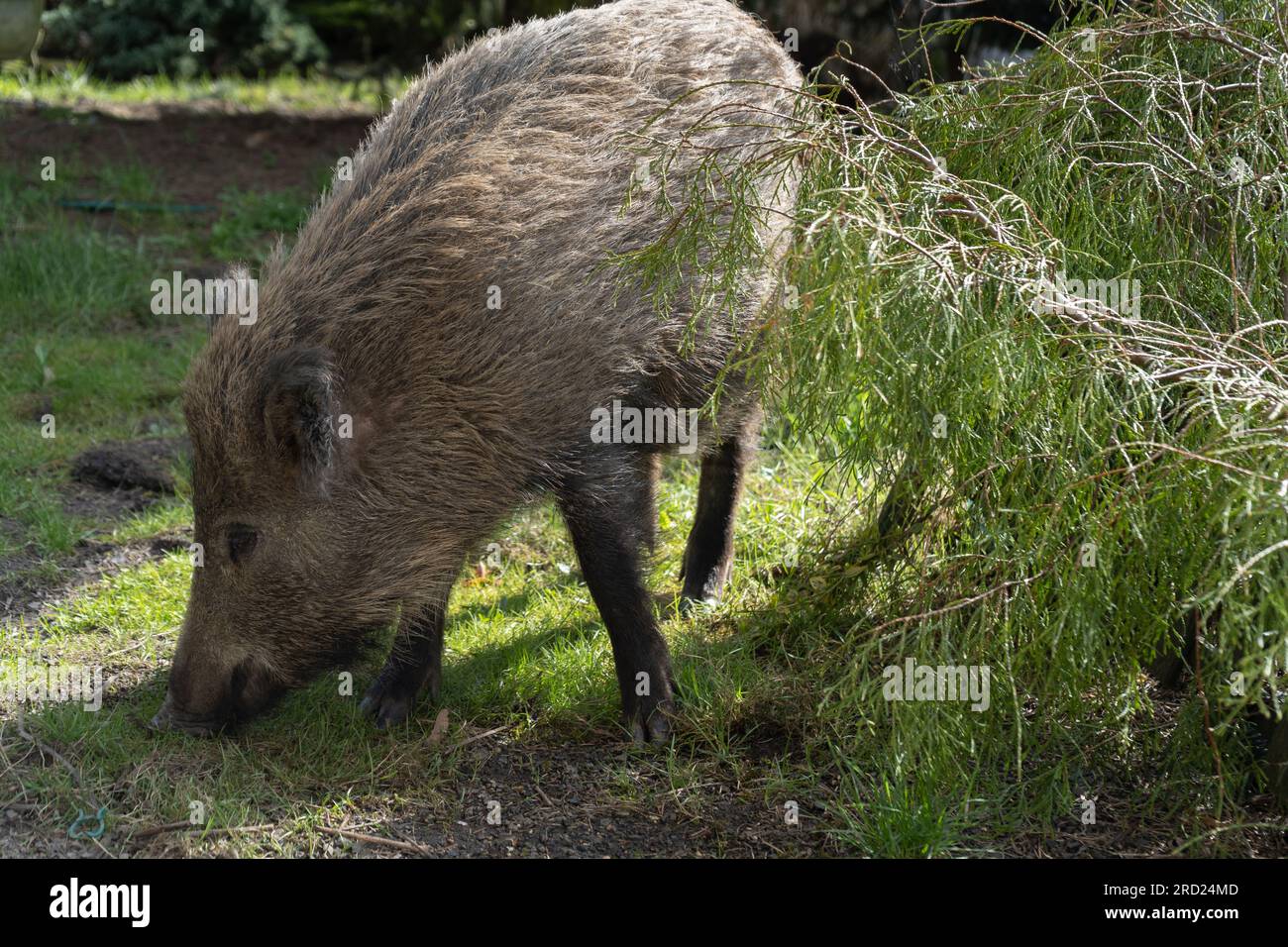 Big Wild Boars