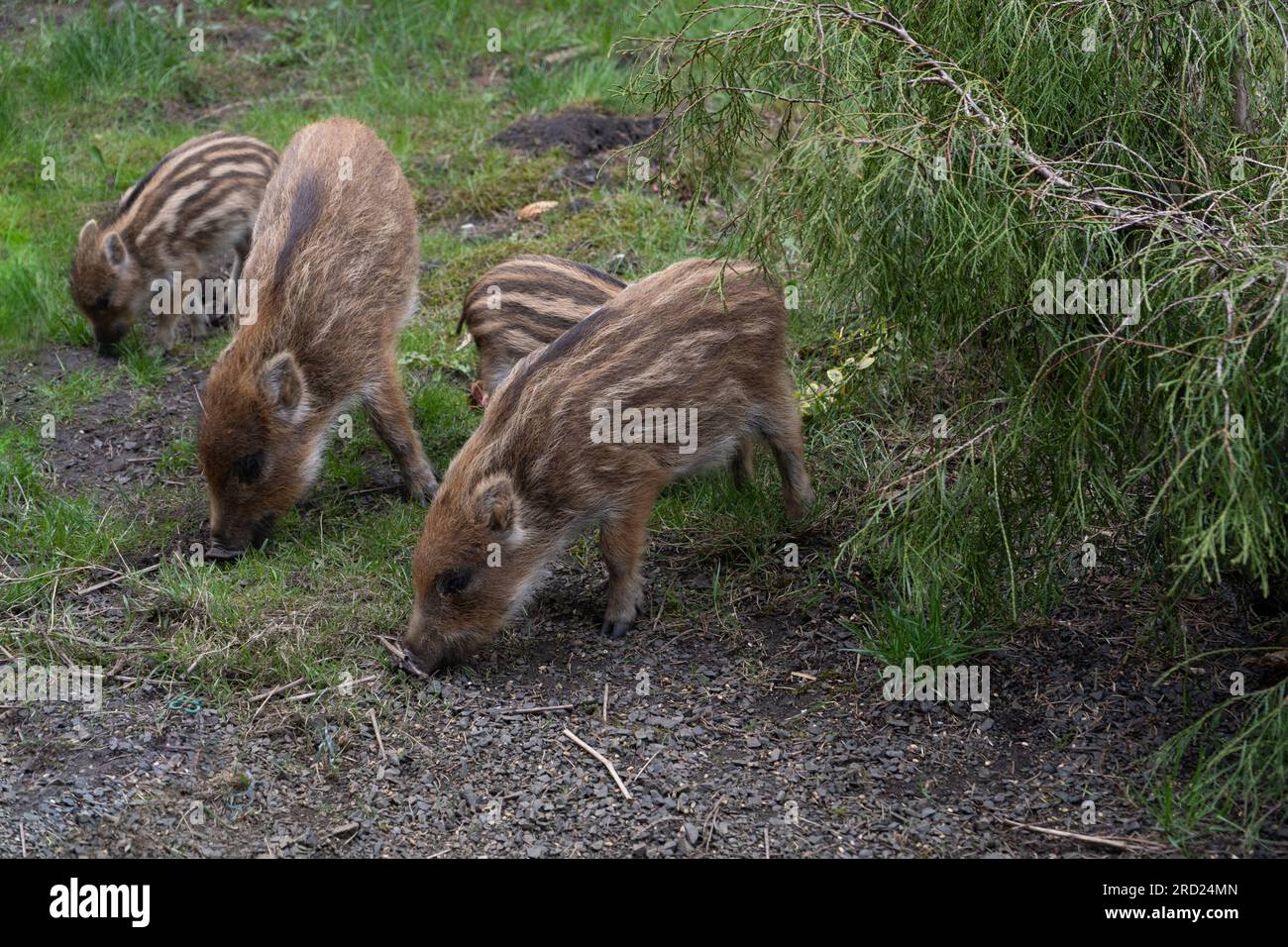 Baby pigs hi-res stock photography and images - Alamy